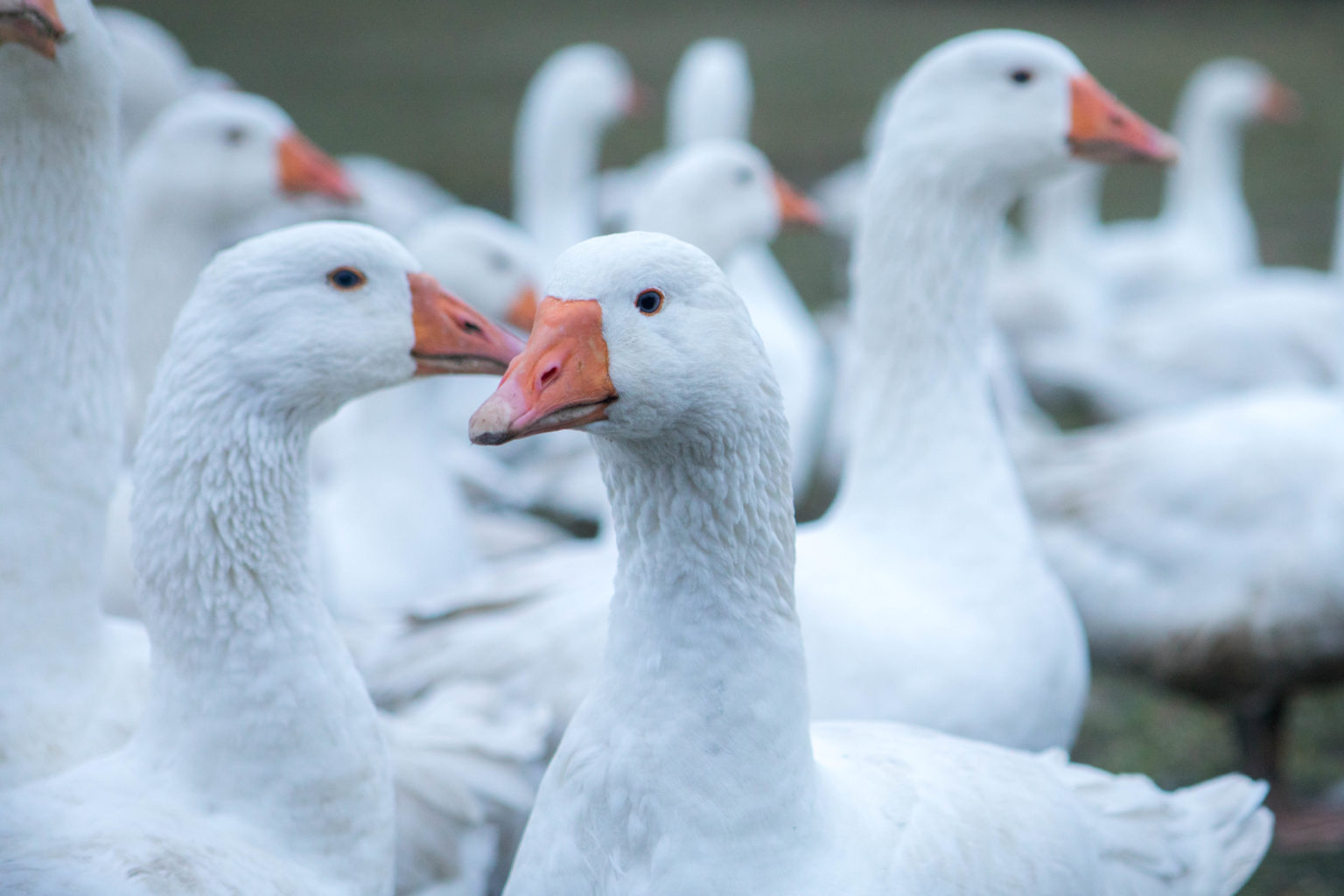 Regionale Bio Gänse - KaufGutes vom Gut Boltenhof